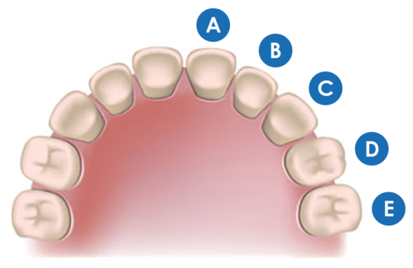 Baby Teeth Timeline – Smile Dental Partners